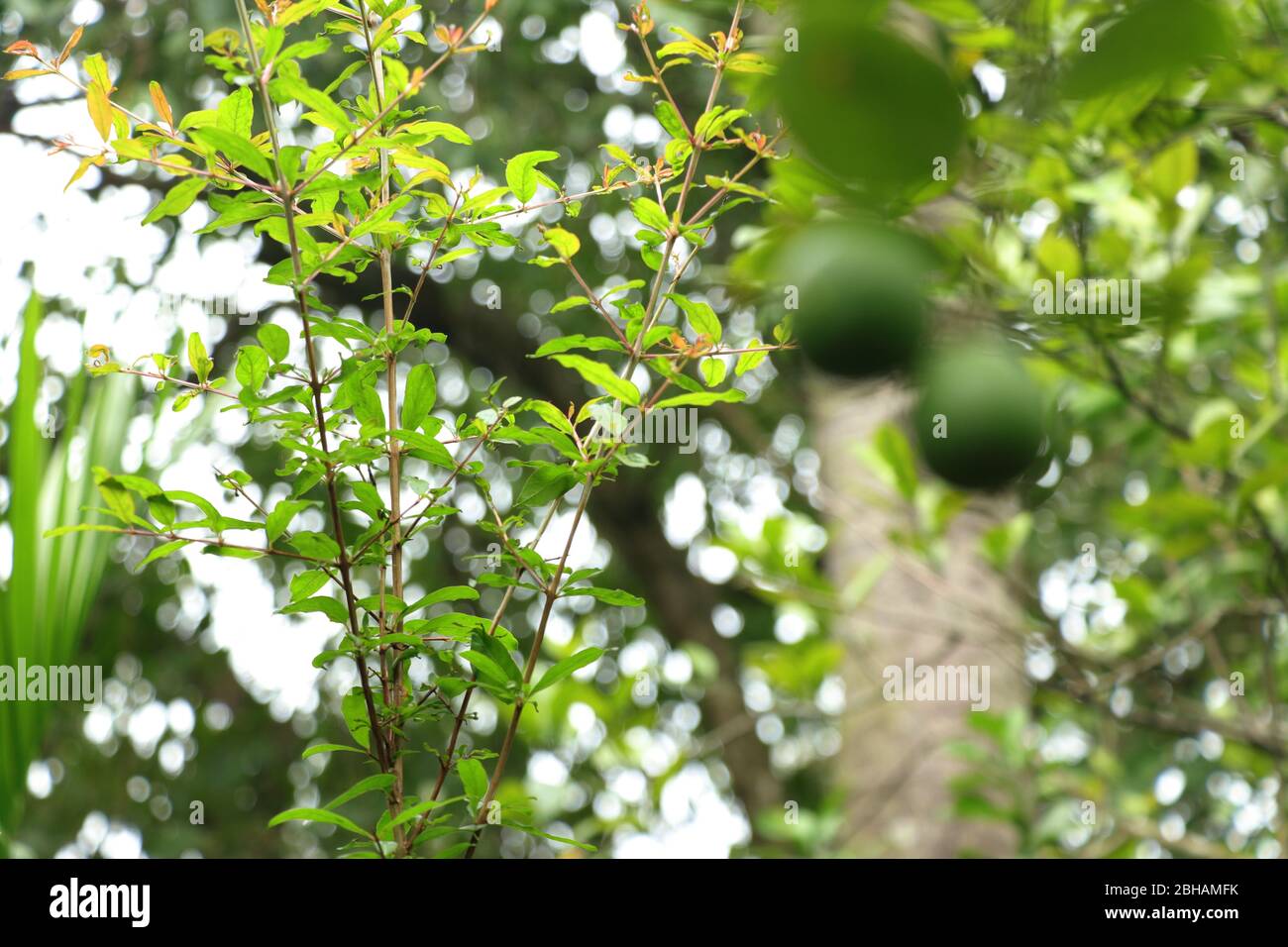 Isolated Green pomegranate (Dalim) leaves on the tree with soft blur ...