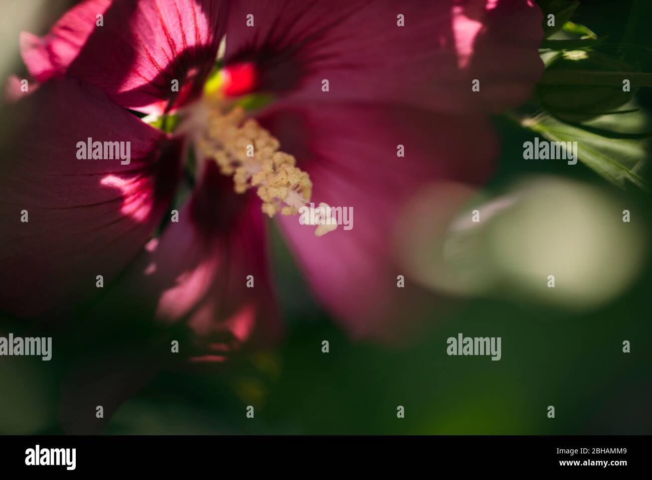 Hibiscus flowers in the summer sun Stock Photo - Alamy