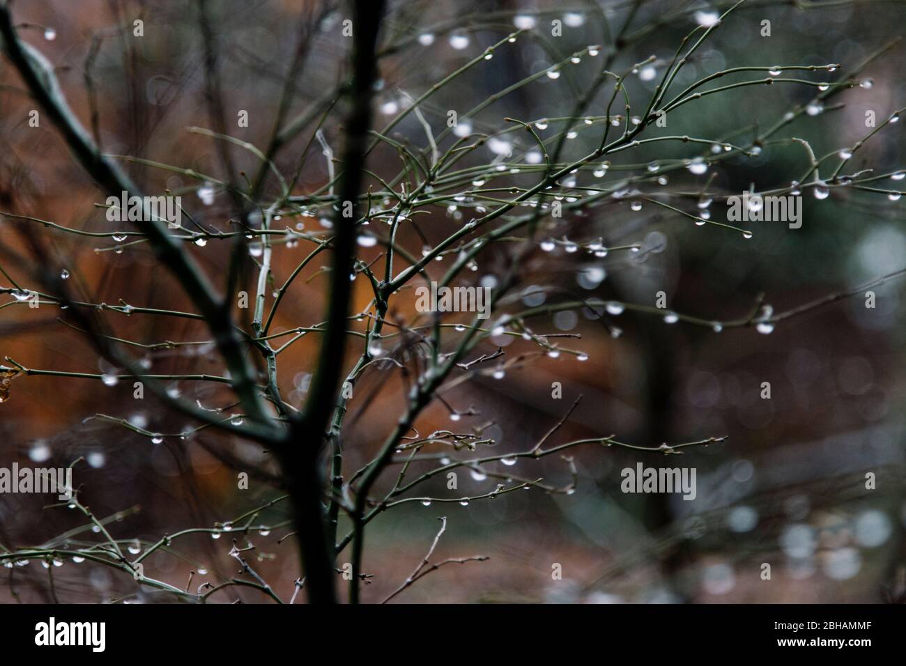 Rain on a branch hi-res stock photography and images - Alamy