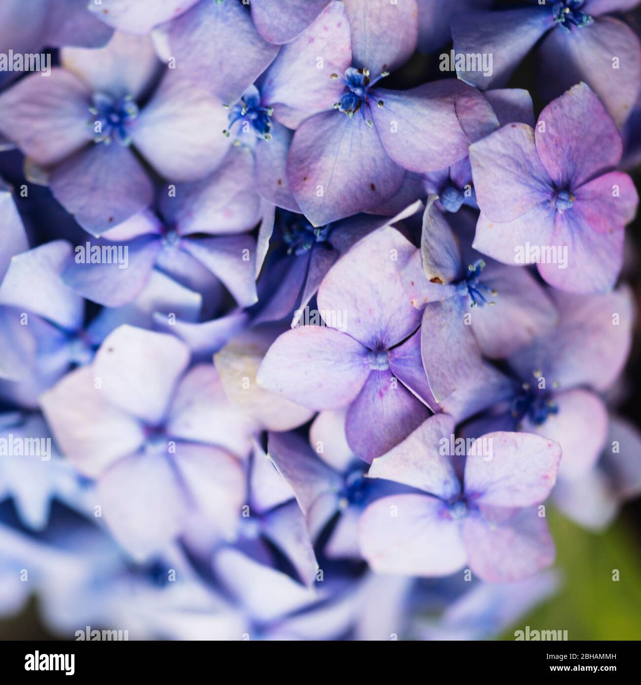 Hydrangeas blooming hi-res stock photography and images - Alamy