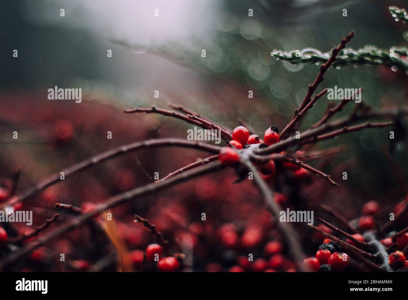 Red fire thorn berries hi-res stock photography and images - Alamy