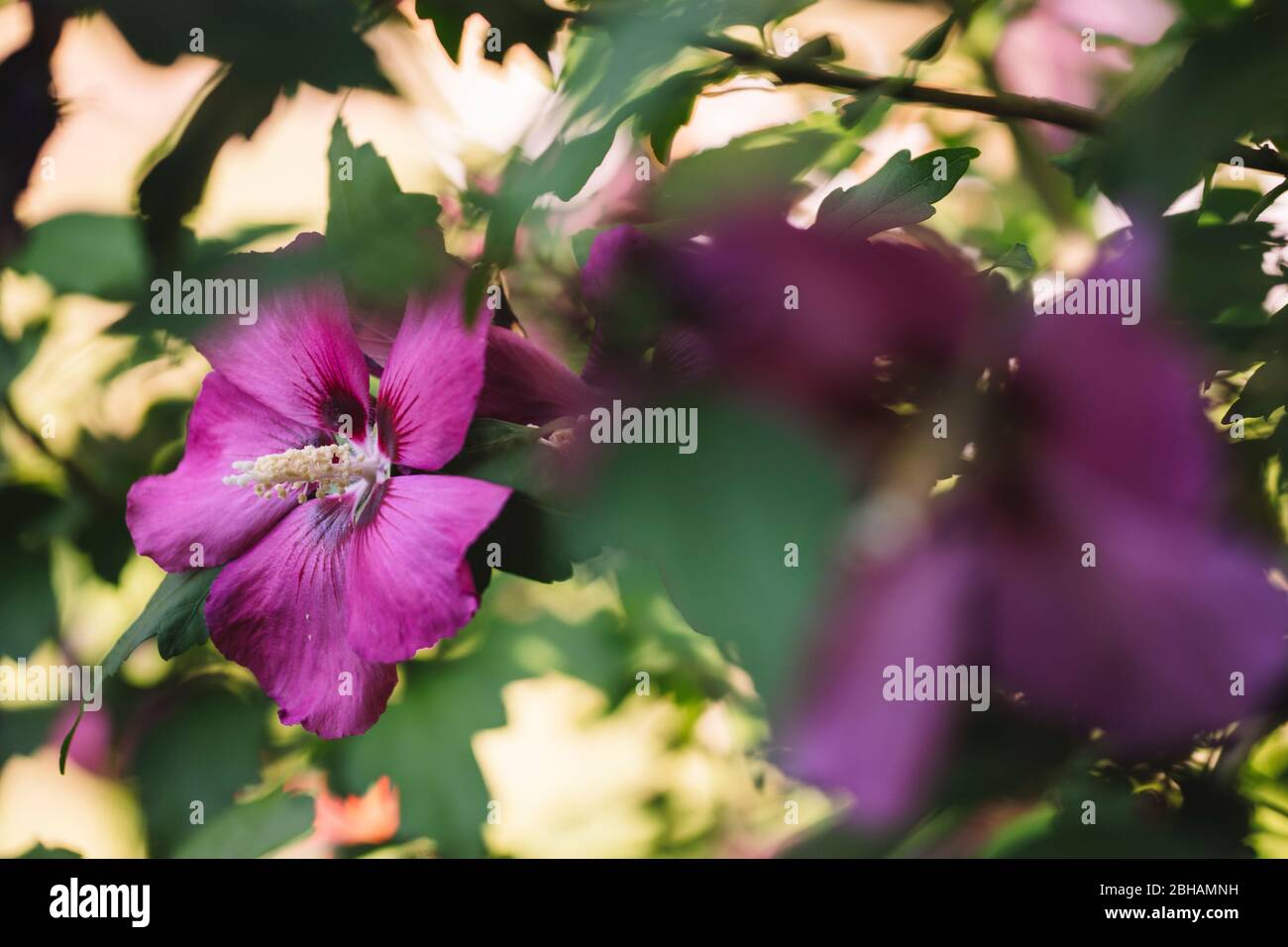Hibiscus in the sun hi-res stock photography and images - Alamy