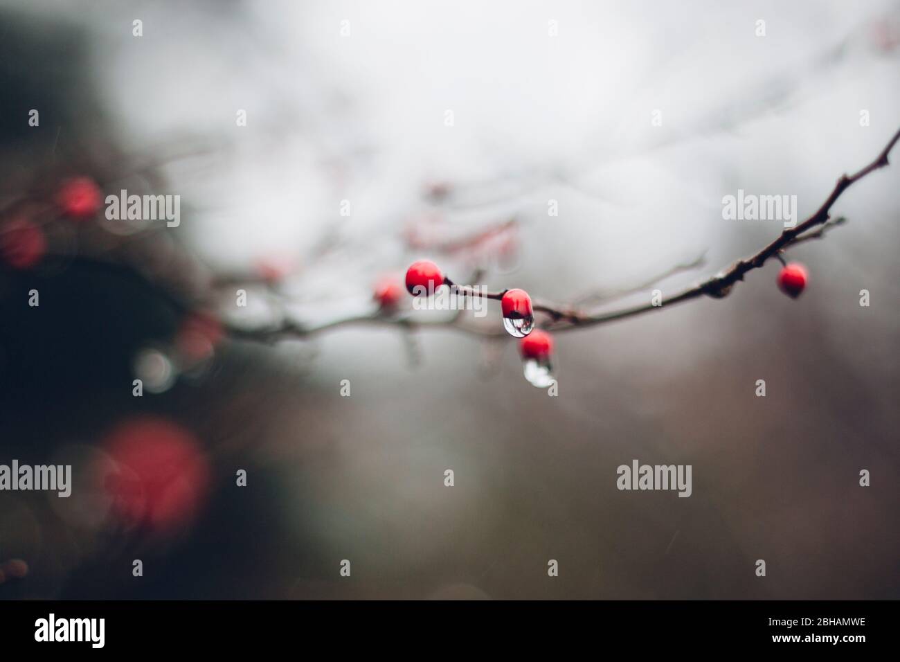 Red fire thorn berries hi-res stock photography and images - Alamy