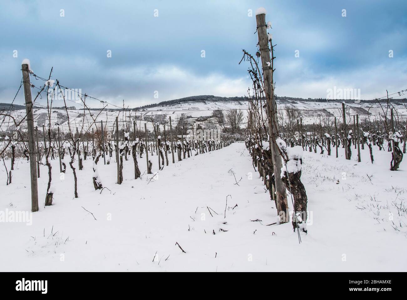 Snow-covered vineyards on the Moselle Stock Photo - Alamy