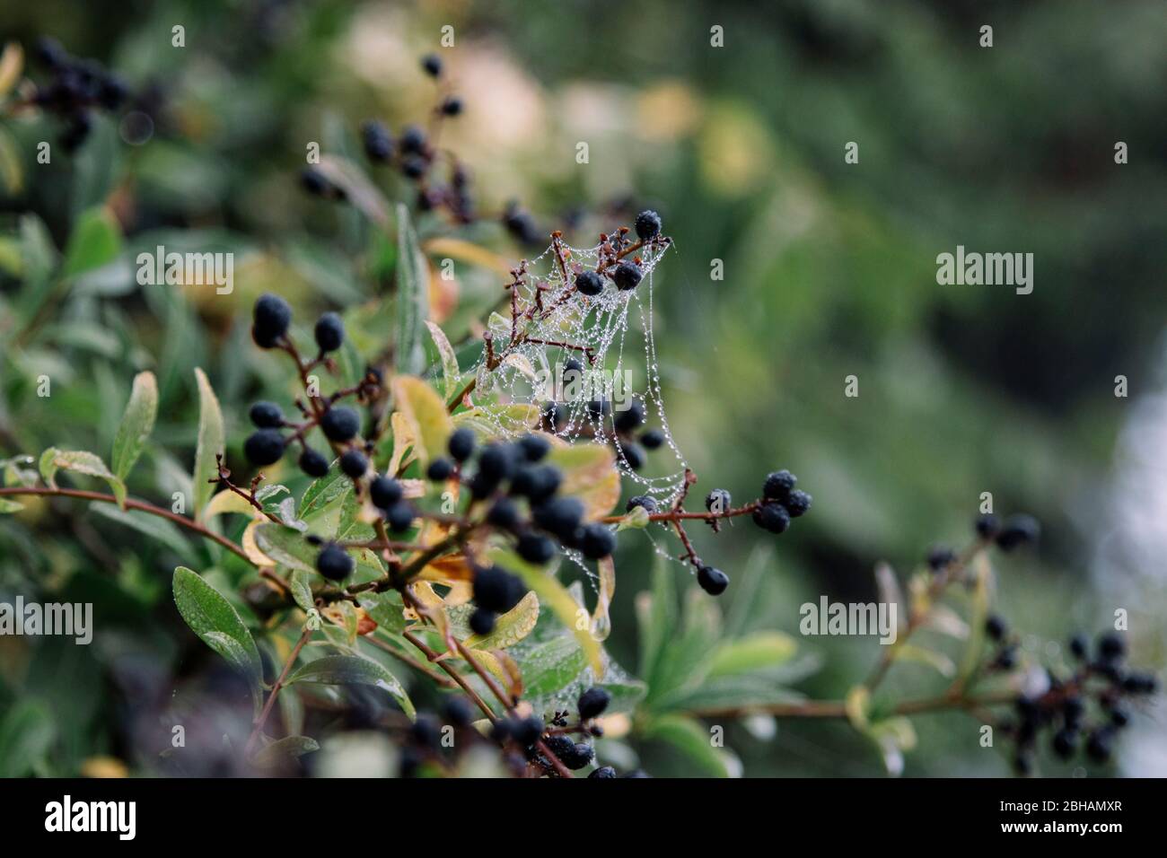 Morning hike in the forest in September in beautiful fog Stock Photo ...
