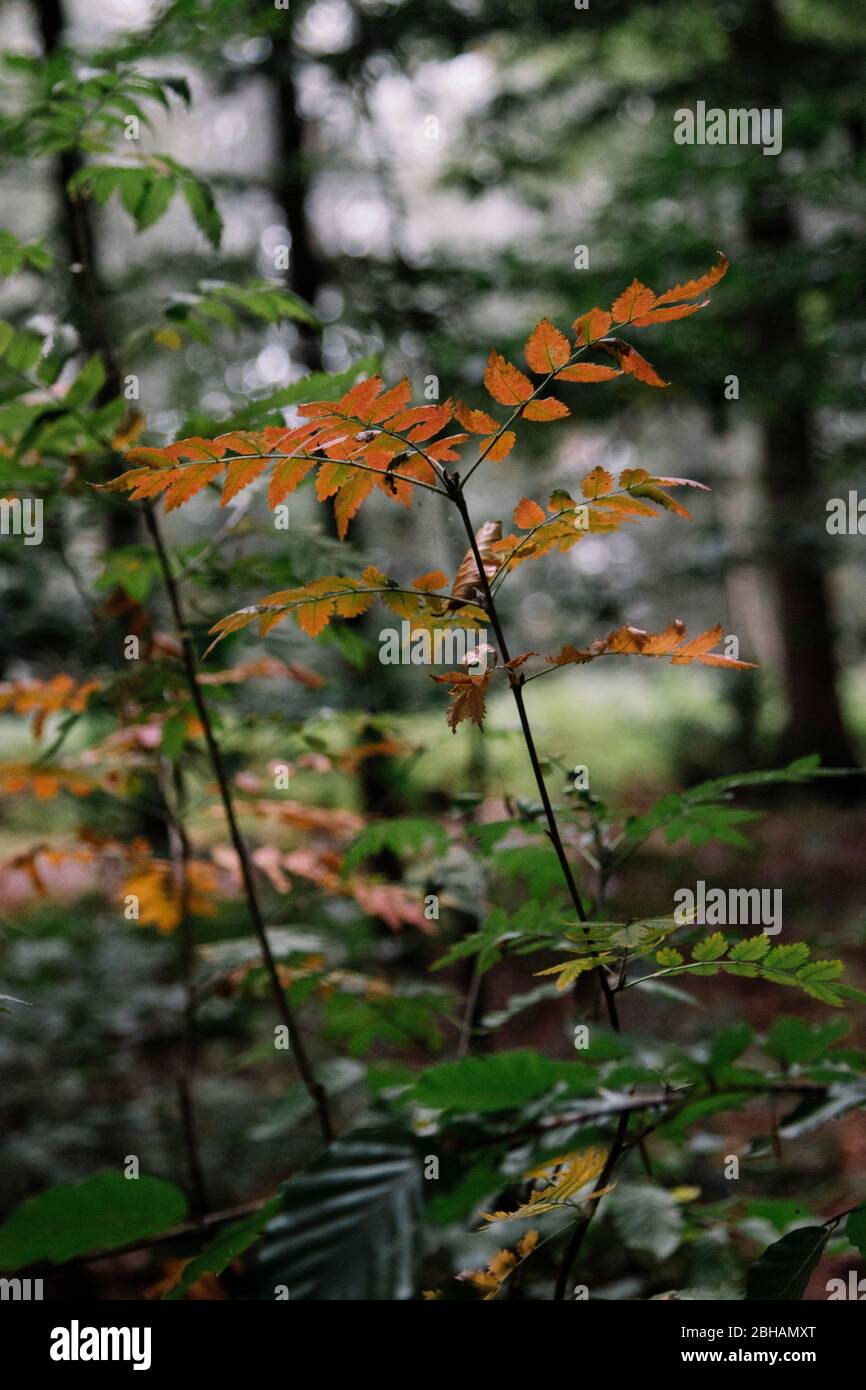 Morning hike in the forest in September in beautiful fog Stock Photo ...