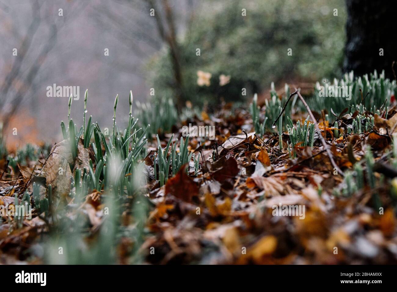 Rain in plants hi-res stock photography and images - Alamy