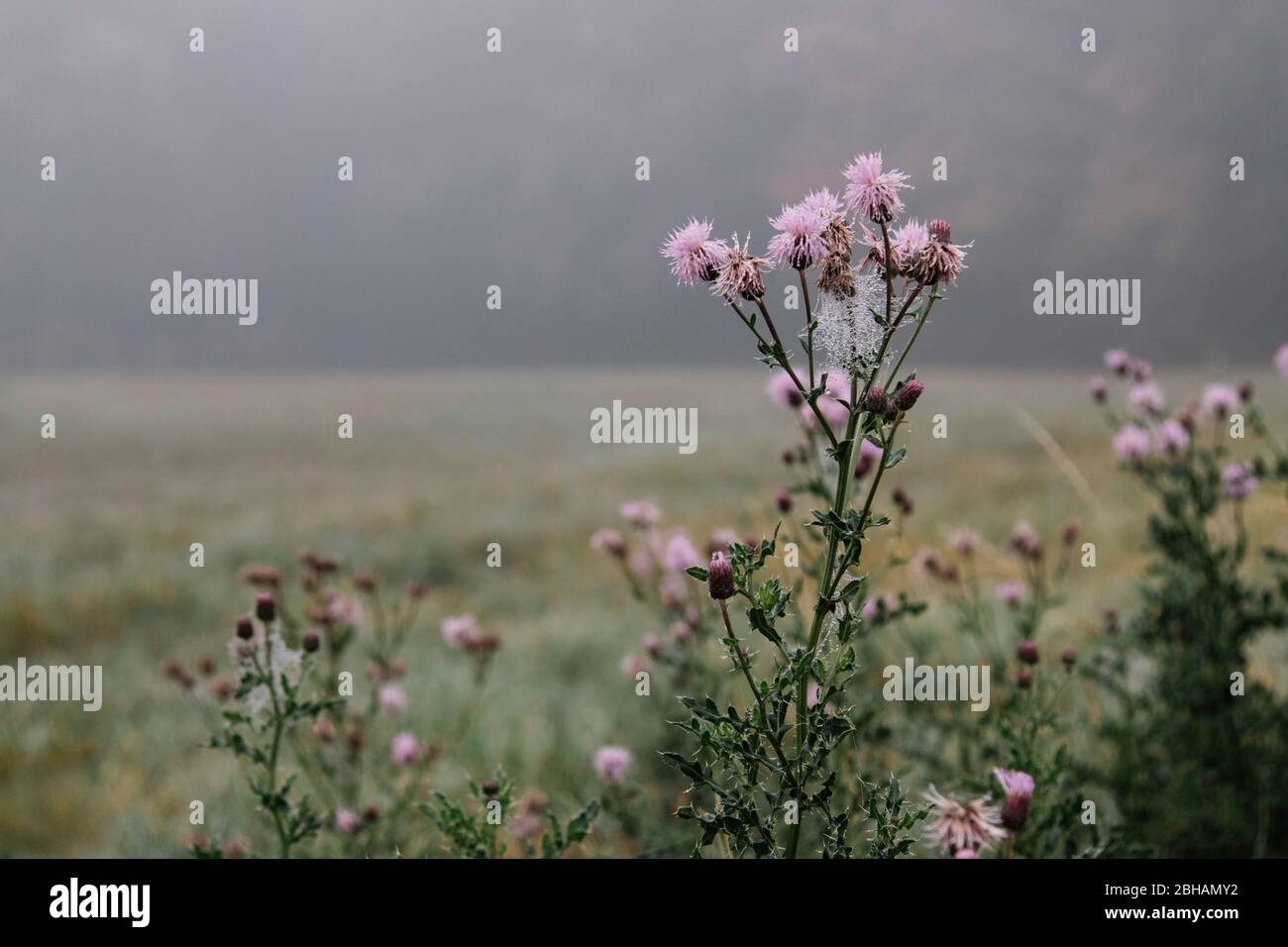 Morning hike in the forest in September in beautiful fog Stock Photo ...