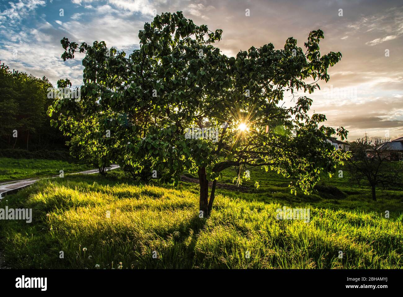 The quince tree sun hi-res stock photography and images - Alamy