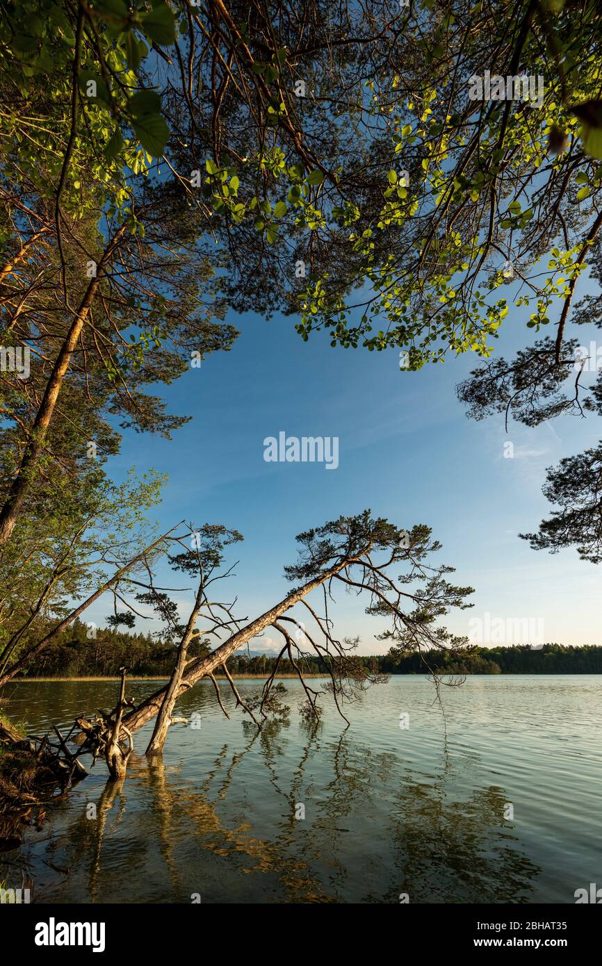 Conjoined trees hi-res stock photography and images - Alamy