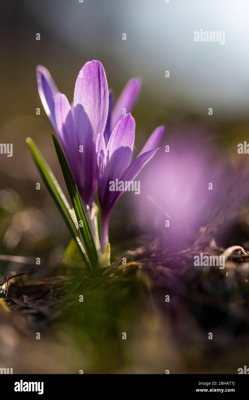 Blossom of the wild crocus in the Karwendel Stock Photo - Alamy