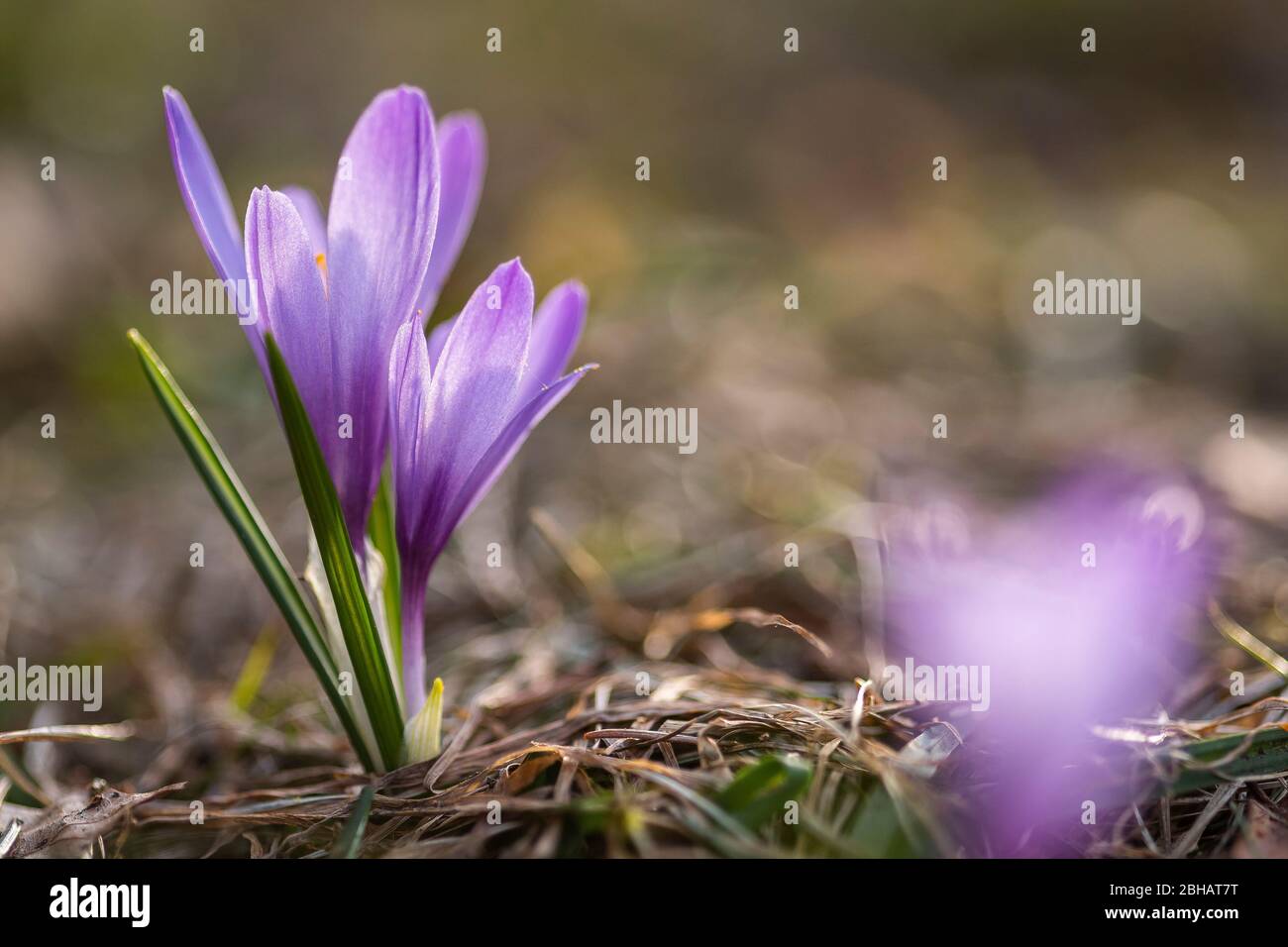 Blossom of the wild crocus in the Karwendel Stock Photo - Alamy