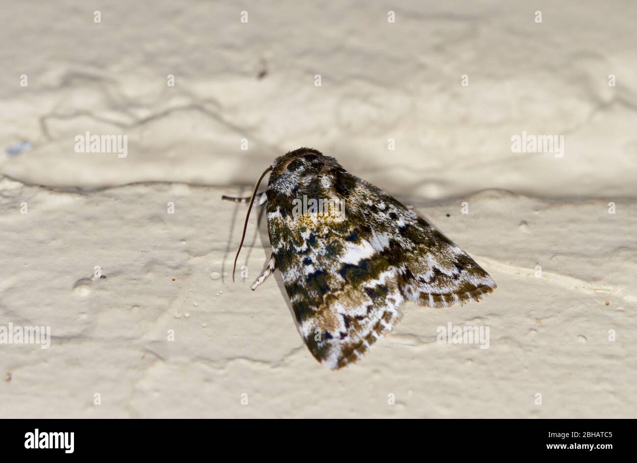 Moth of the Geometer moth family, Ennominae indet, Cleora cf ...