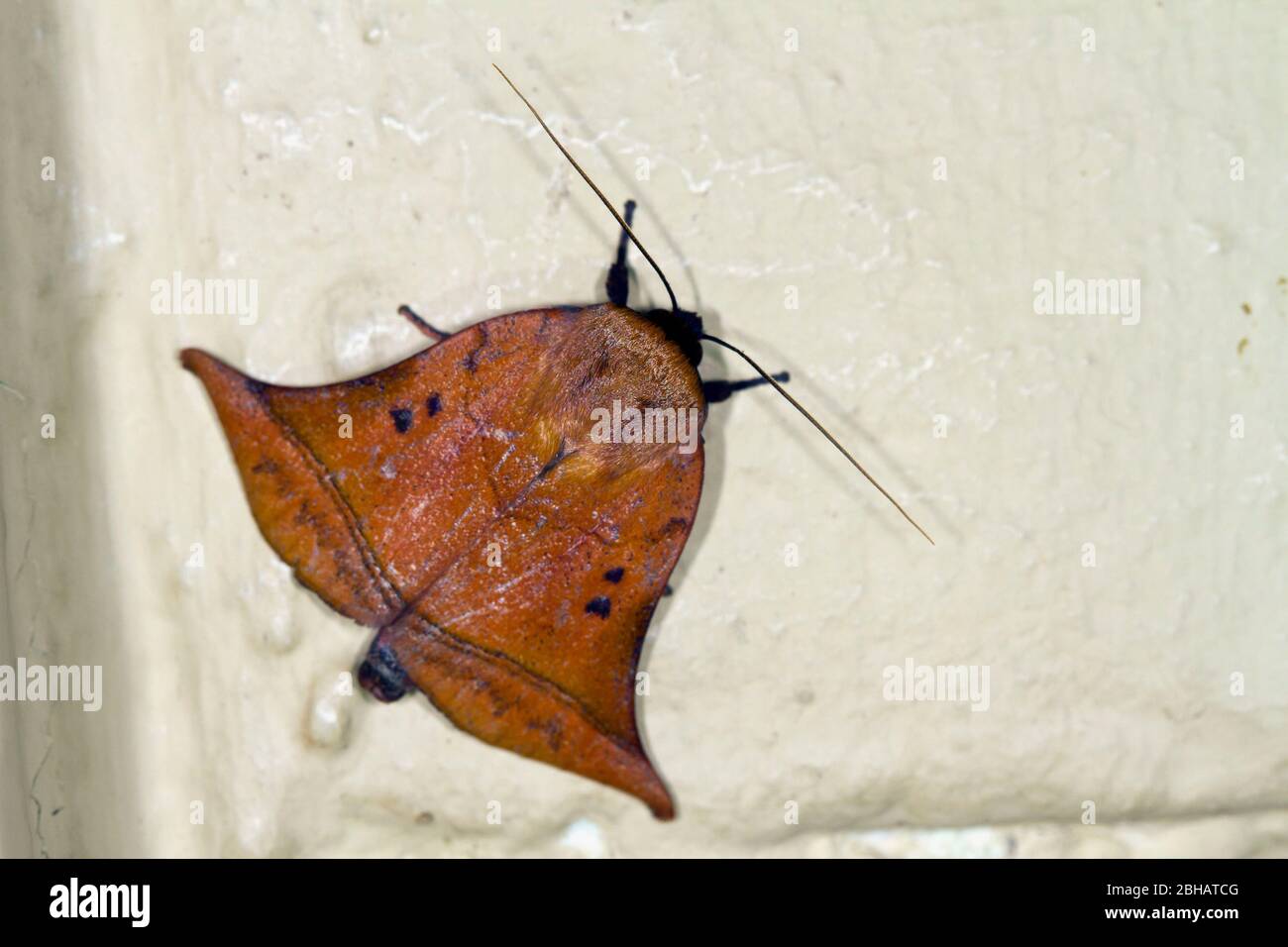 Bell moth diehlea ducalis hi-res stock photography and images - Alamy