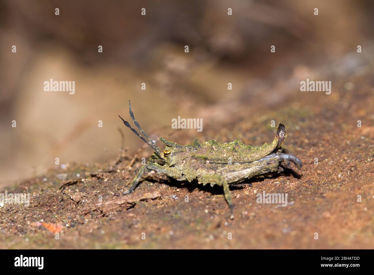 Malysia nature hi-res stock photography and images - Alamy