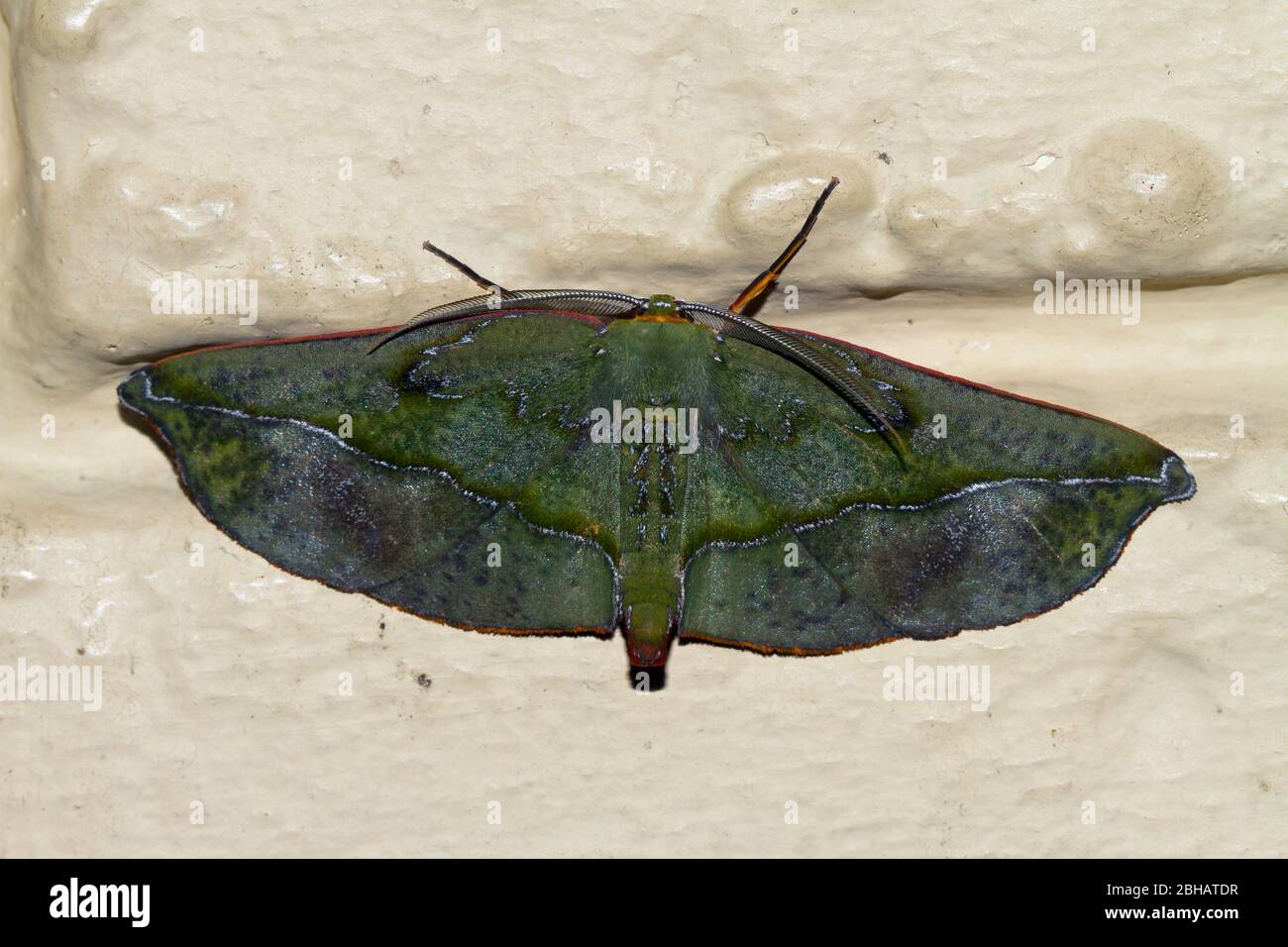 geometer moth, female, Omiza lycoraria, Kinabalu National Park, Sabah ...