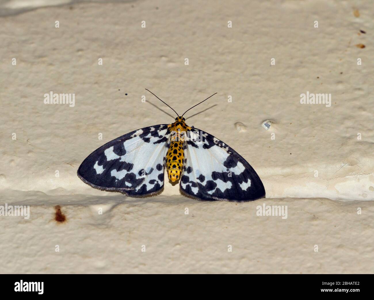 Geometer moth, Ozola liwana, Kinabalu National Park, Sabah, Borneo ...