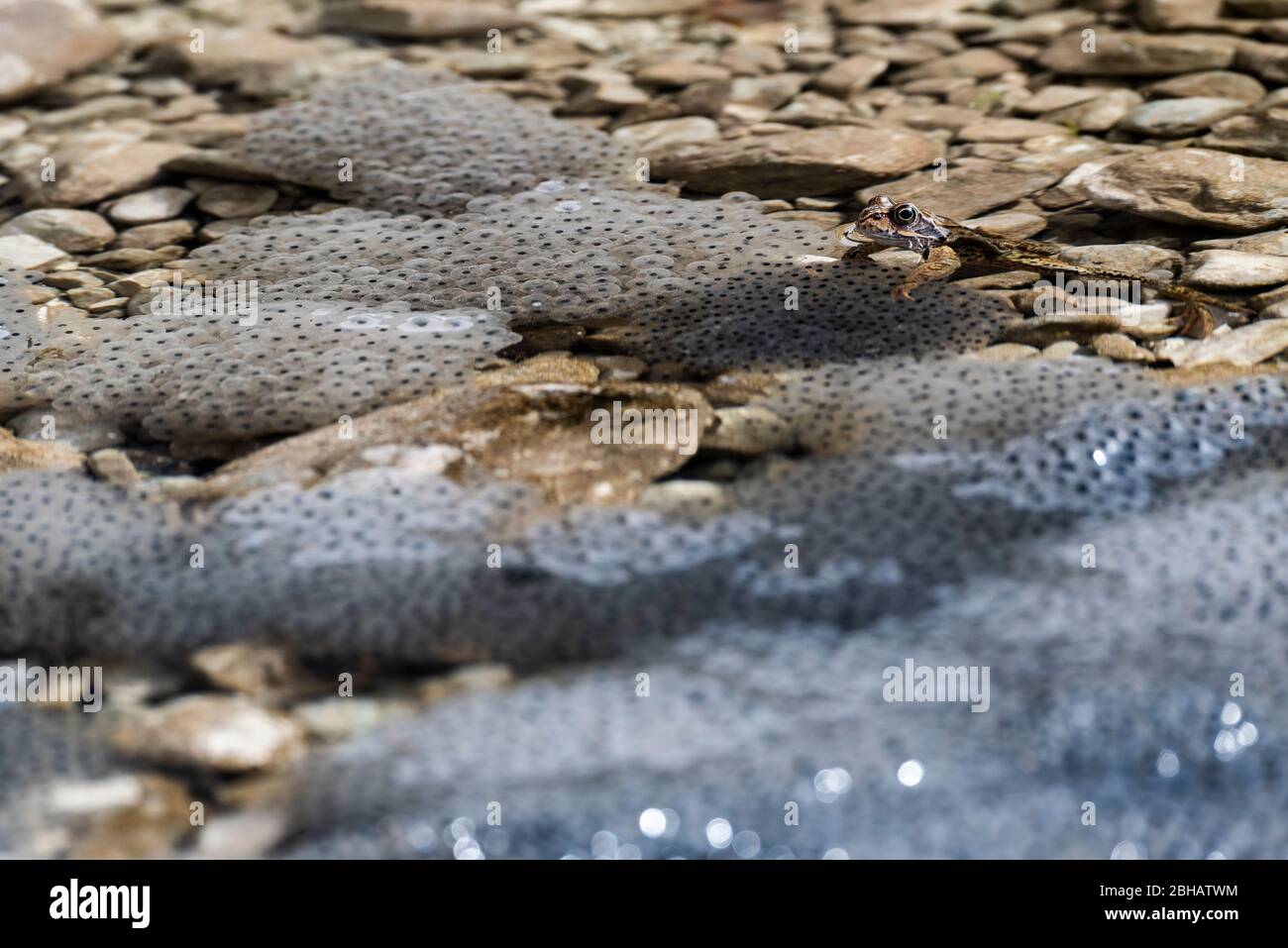 Common frogs between frog hi-res stock photography and images - Alamy