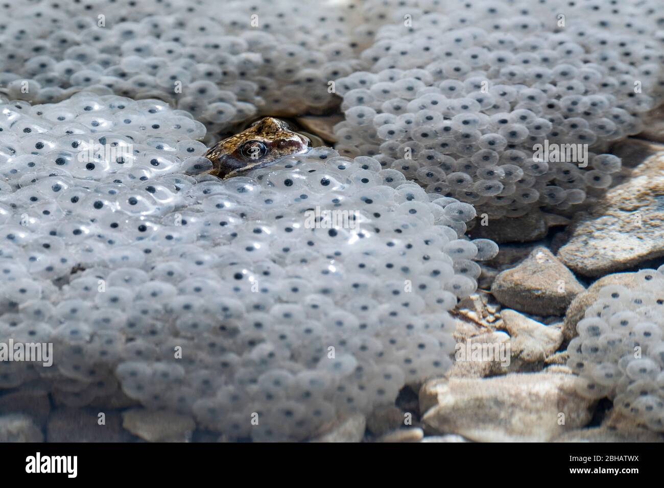 Common frogs between frog hi-res stock photography and images - Alamy