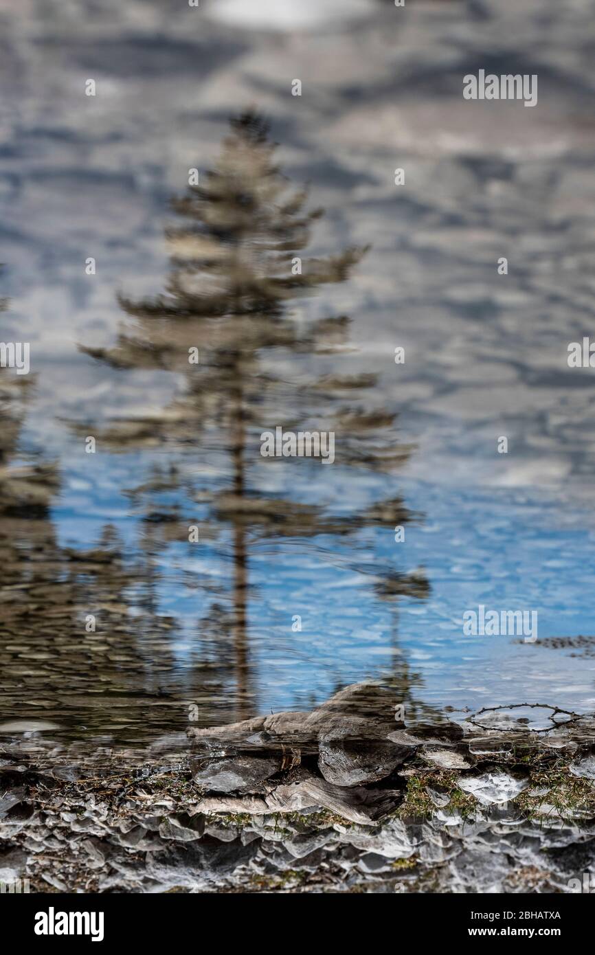 Tree, water, reflection Stock Photo - Alamy