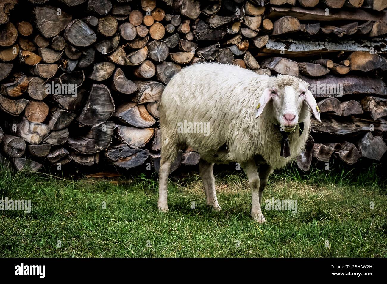 Sheep in front of a stack of wood hi-res stock photography and images ...