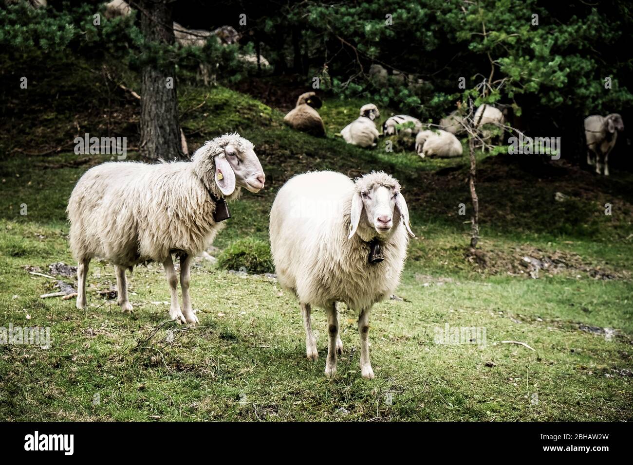 Sheep in a forest hi-res stock photography and images - Alamy