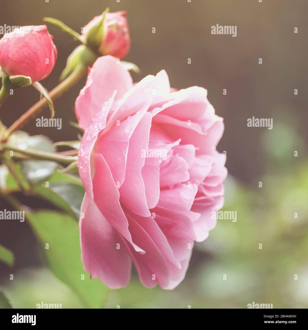 Close-up pink rose blossom Stock Photo - Alamy