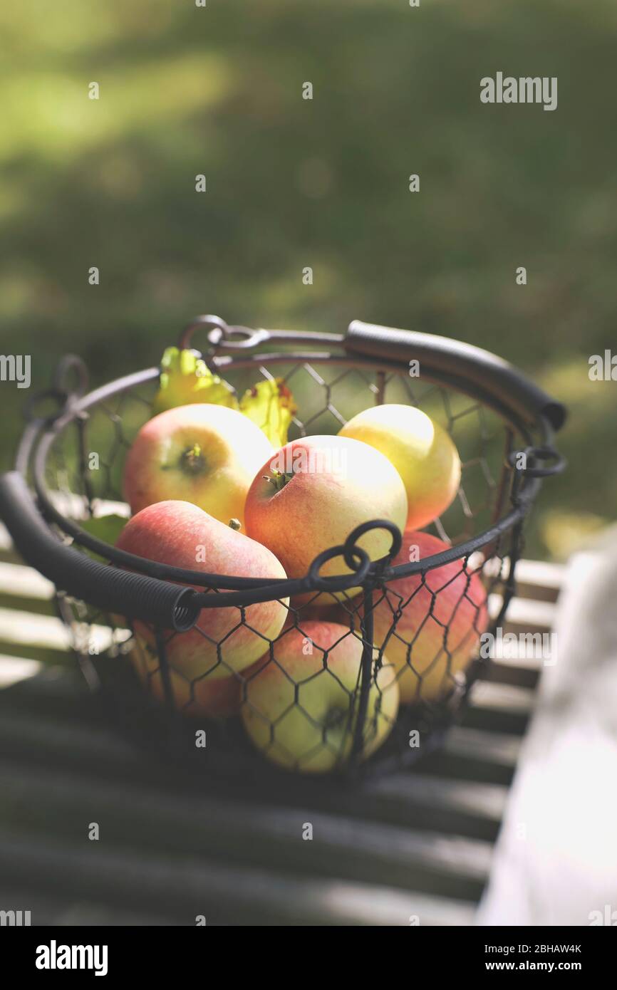 Freshly picked apples in a small wire basket Stock Photo - Alamy