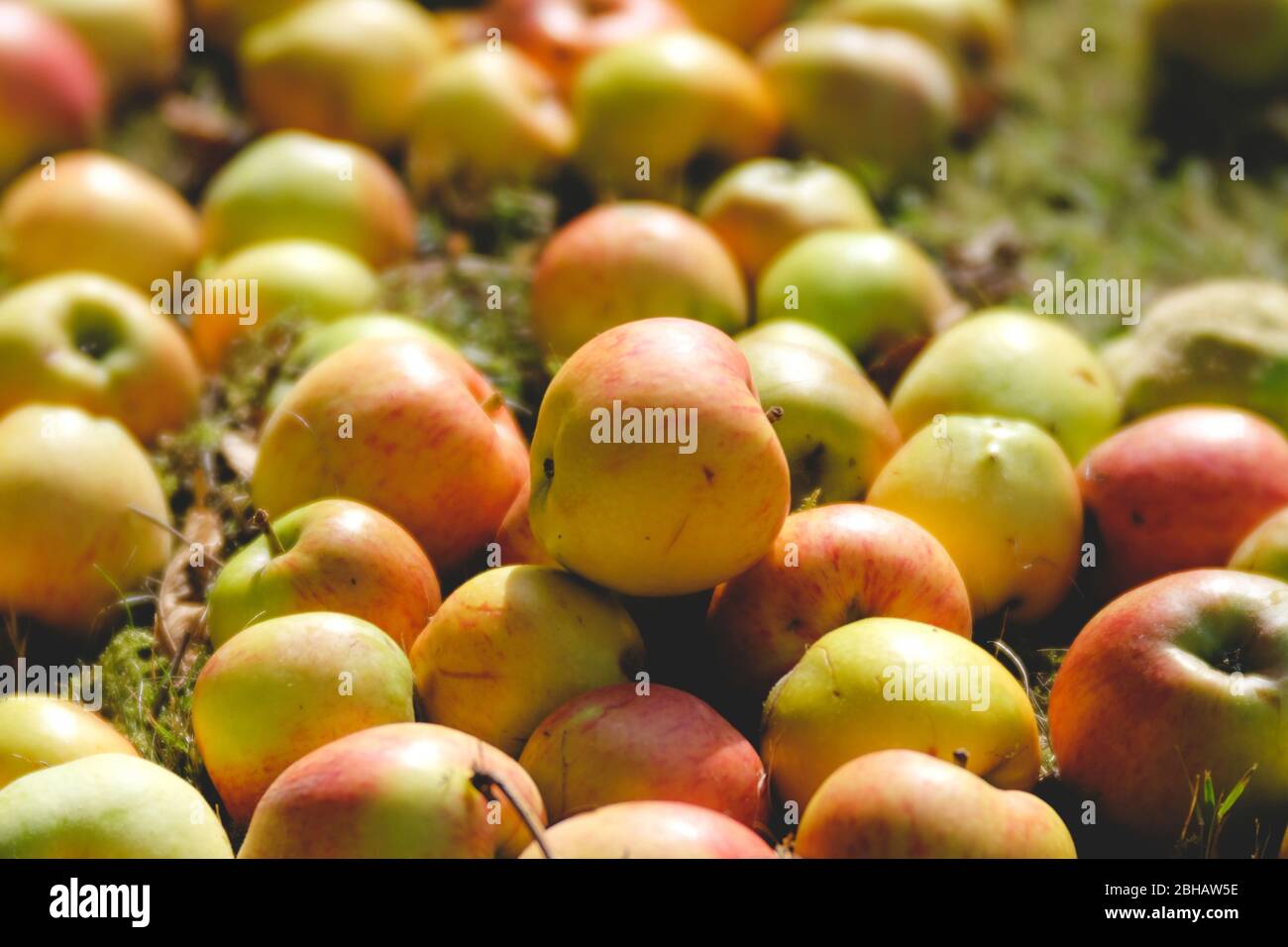 Rustic orchard hi-res stock photography and images - Alamy