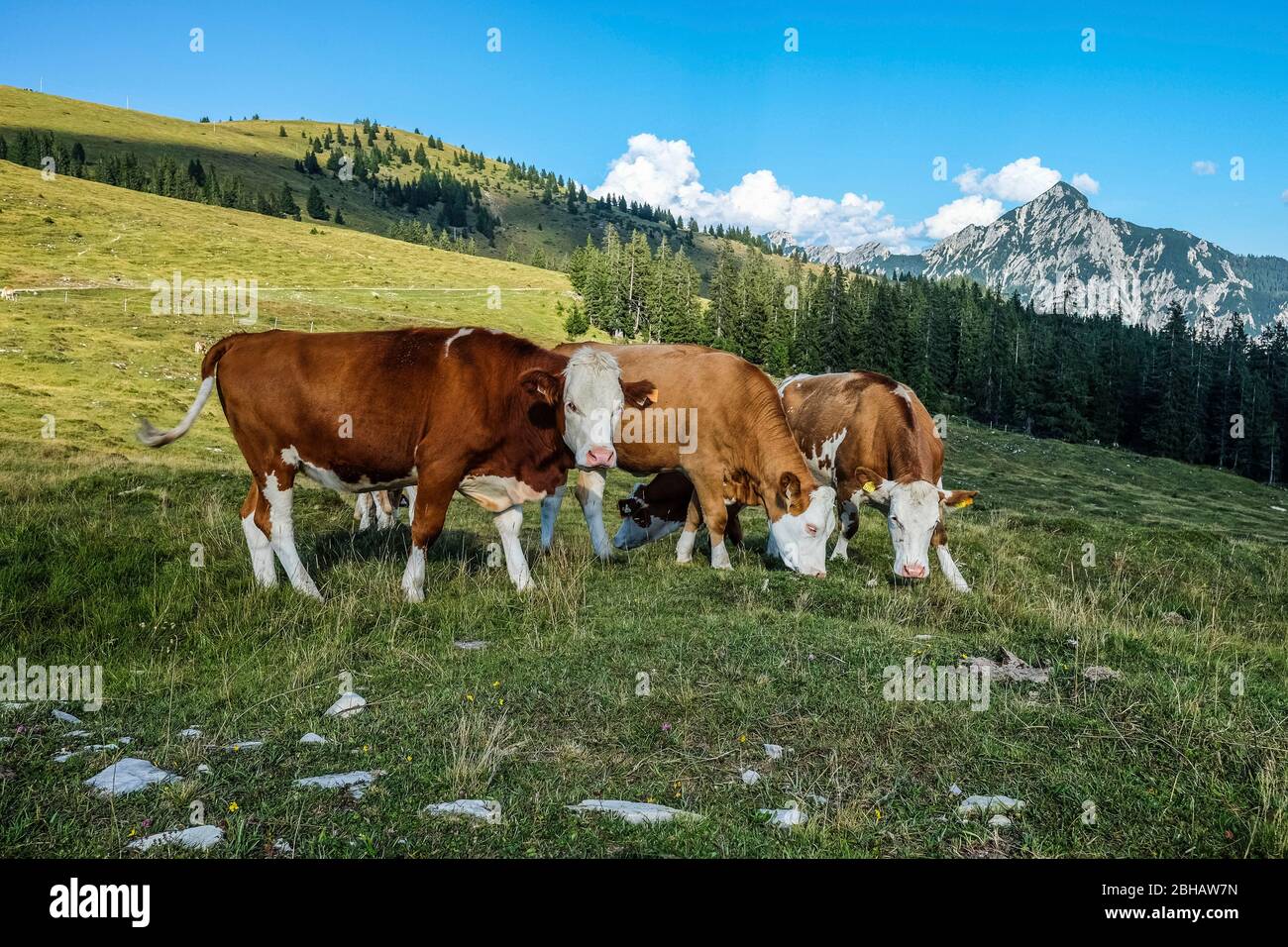 Happy cows hi-res stock photography and images - Alamy