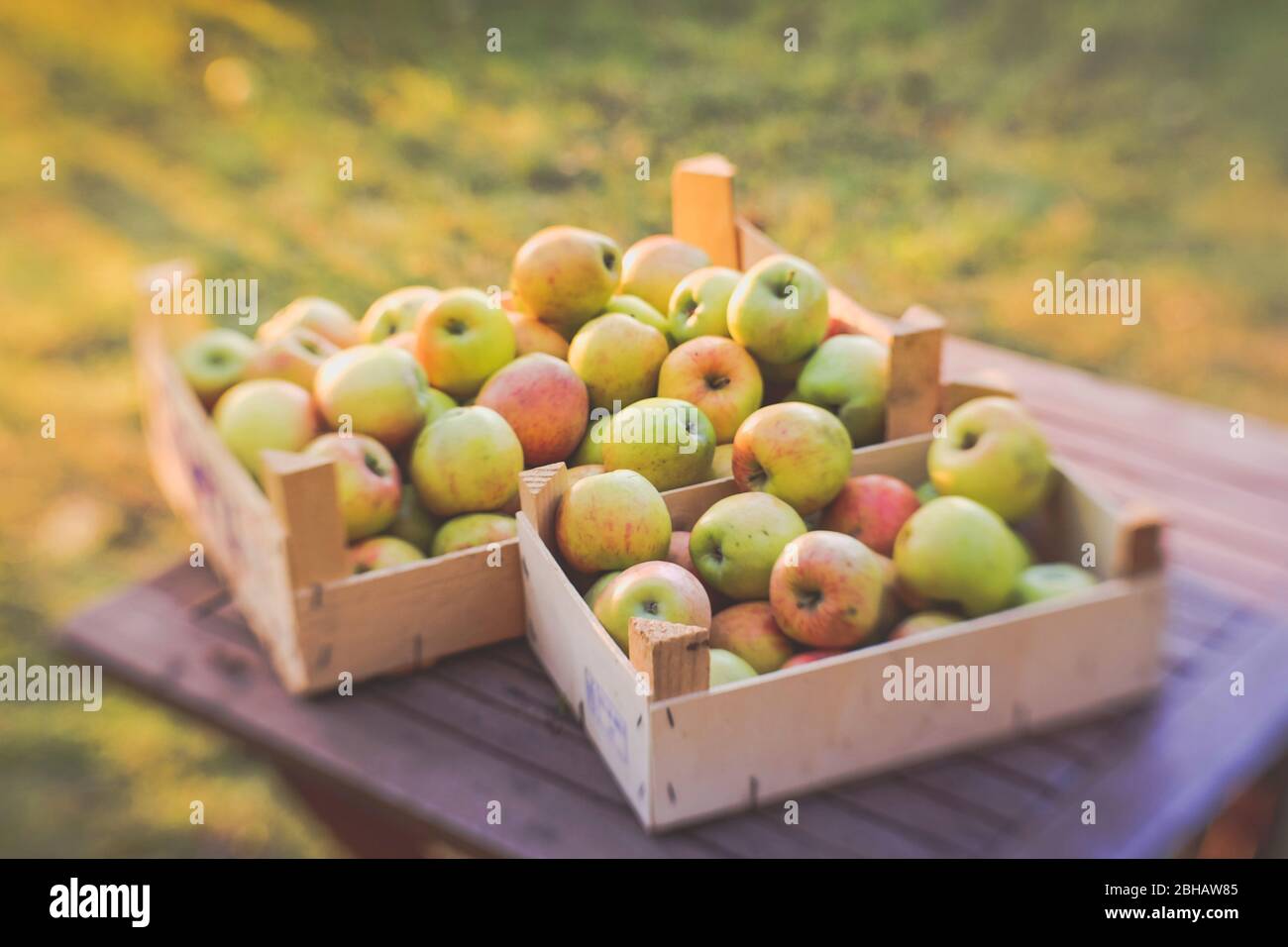 Apple crates on a garden table hi-res stock photography and images - Alamy