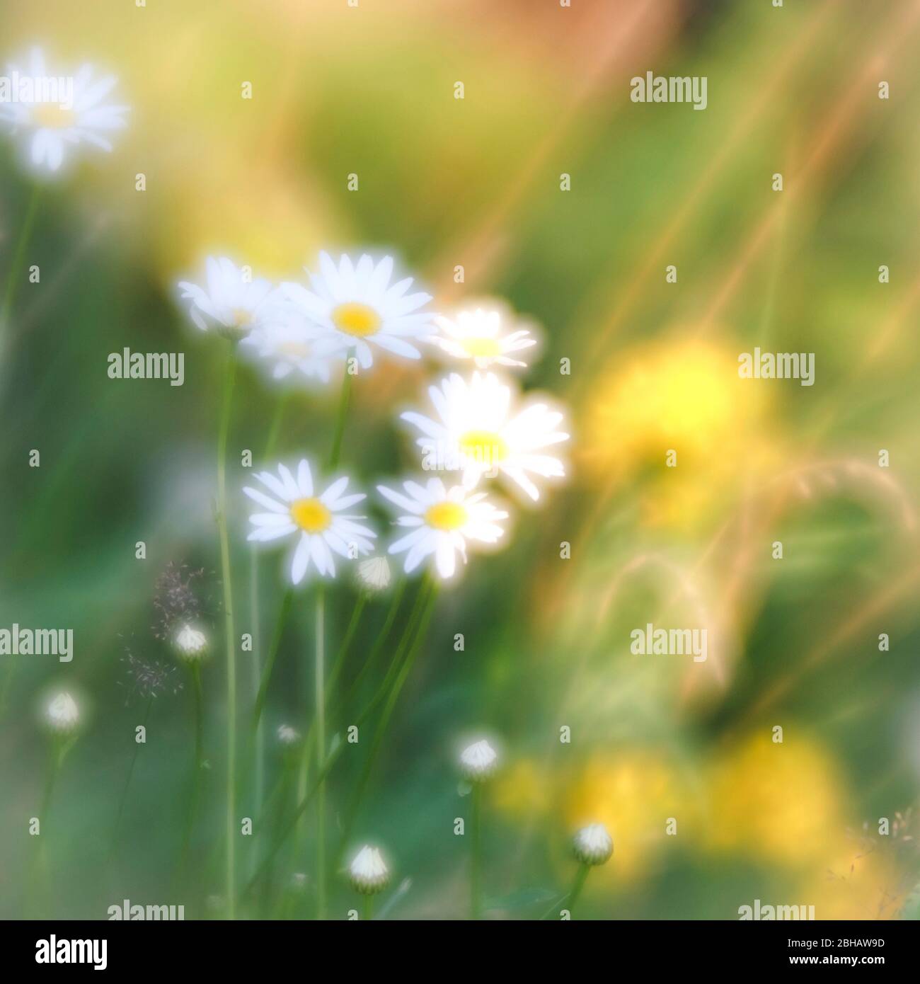 Soft focus effect hi-res stock photography and images - Alamy