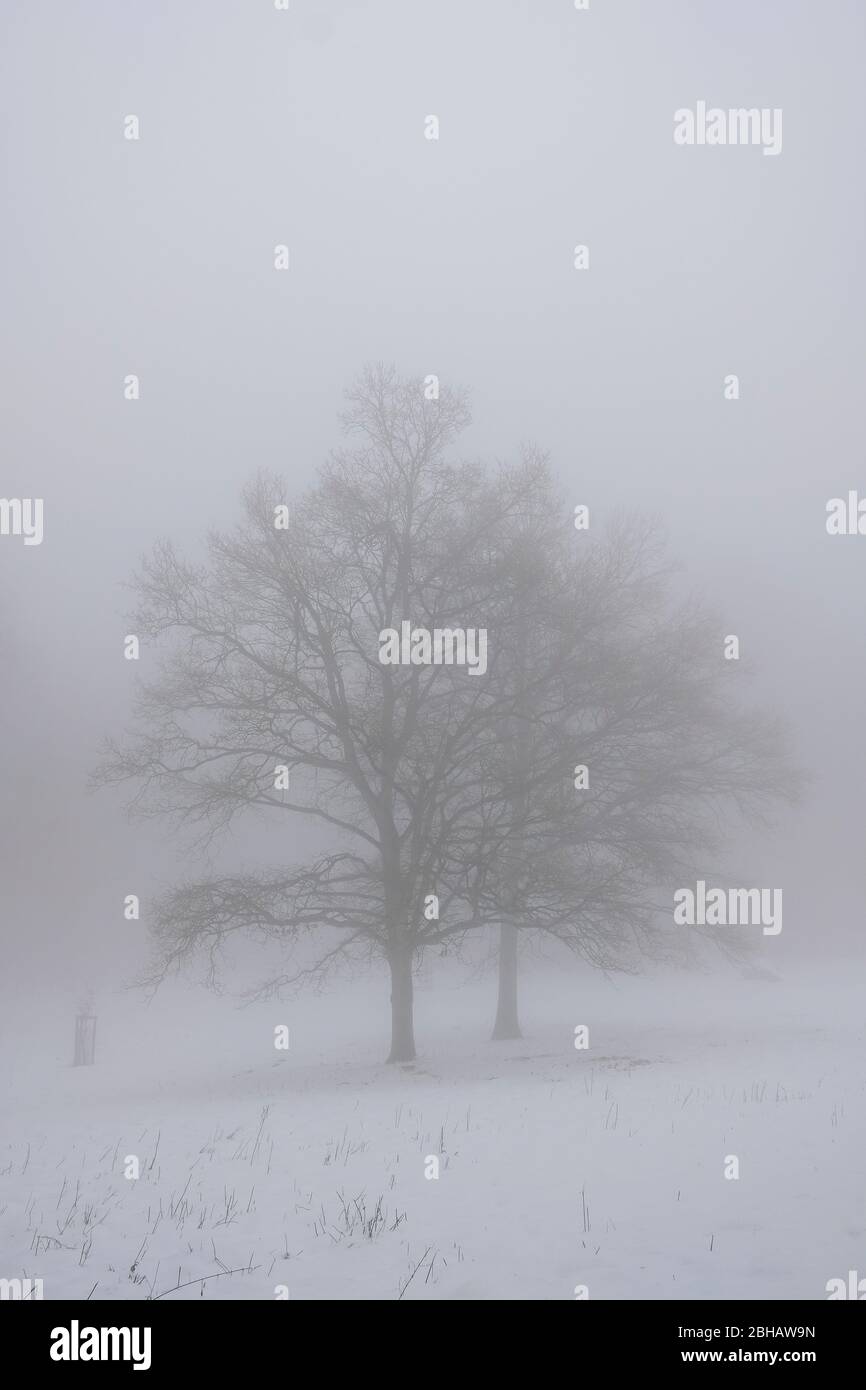 Clearing in trees hi-res stock photography and images - Alamy