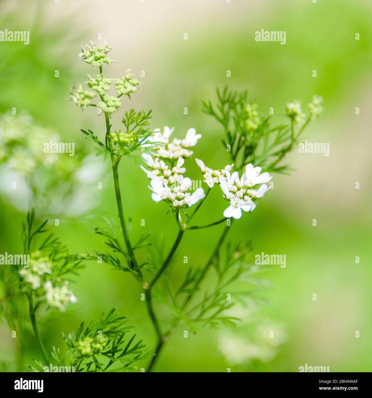 Cilantro plant up close garden hi-res stock photography and images - Alamy