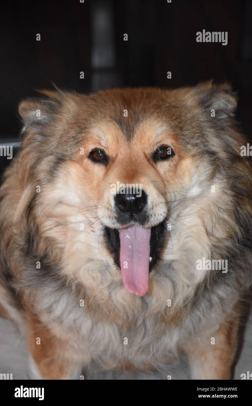 Mottled dog hi-res stock photography and images - Alamy