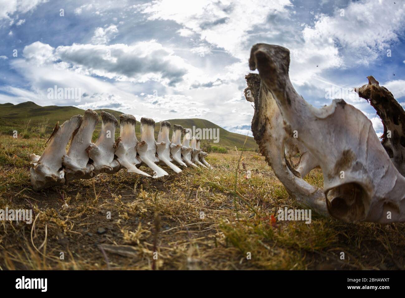 Bones skeleton hi-res stock photography and images - Alamy