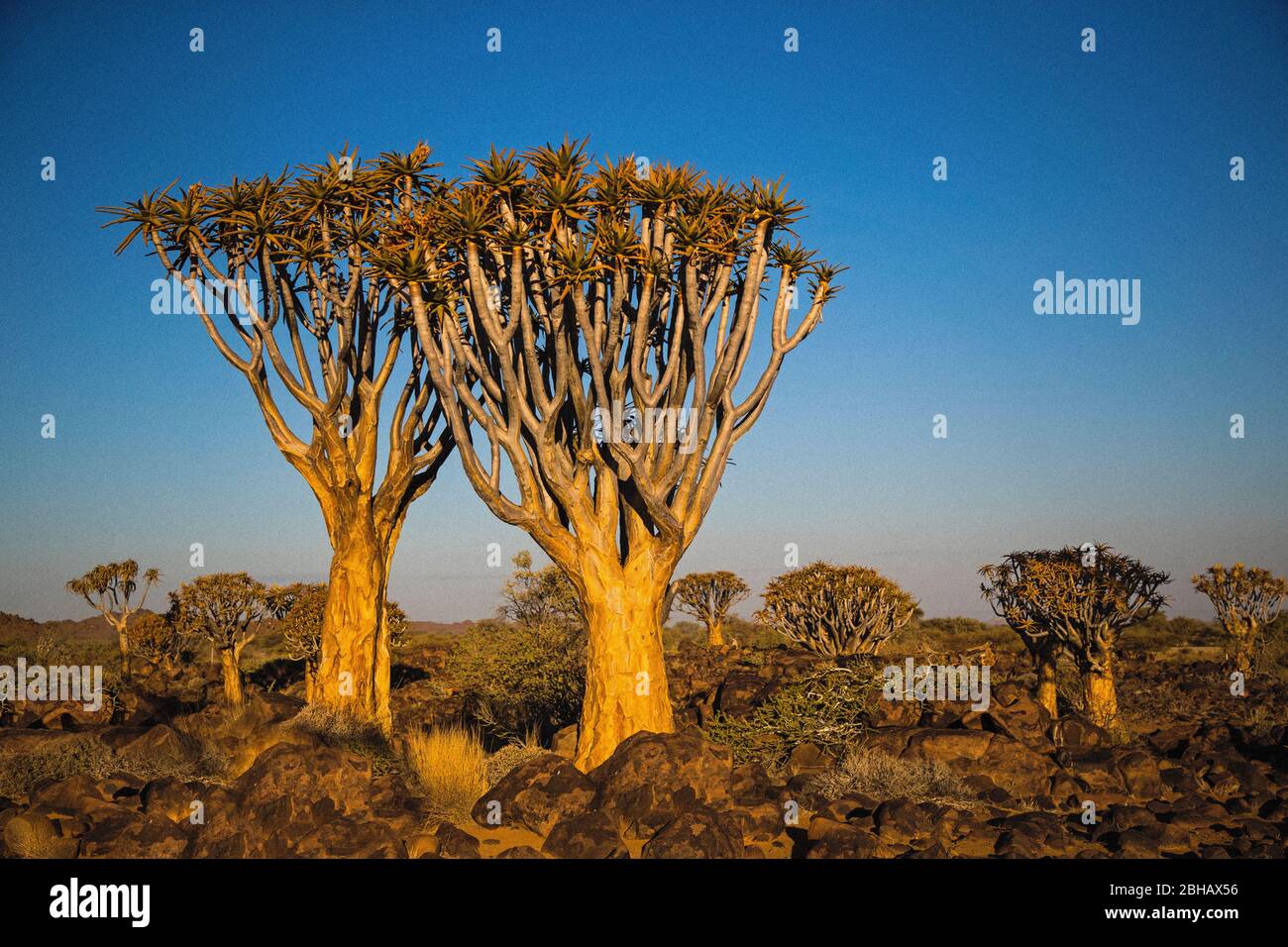 Quiver tree hi-res stock photography and images - Alamy