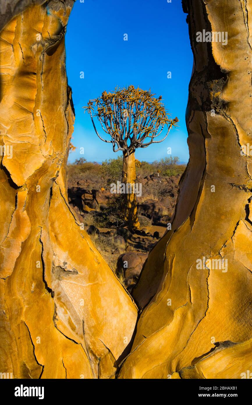 Quiver tree (Aloidendron dichotomum) seen through hole in tree, Namibia ...