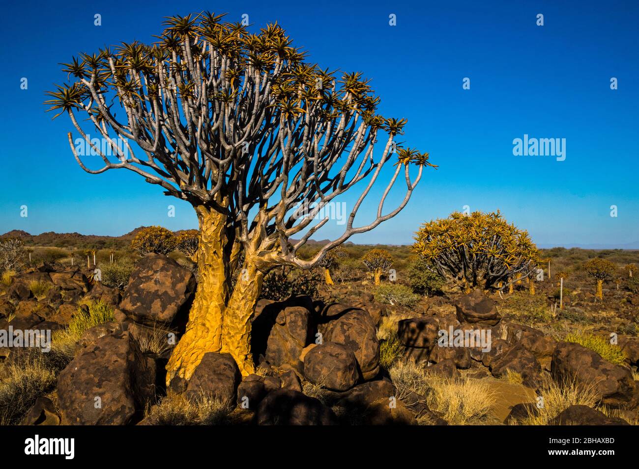 Quiver tree (Aloidendron dichotomum) growing against clear blue sky ...