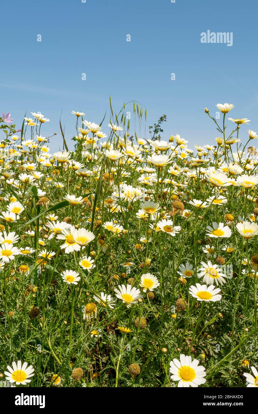 Green Nature Background. Daisy flower and grass Stock Photo - Alamy