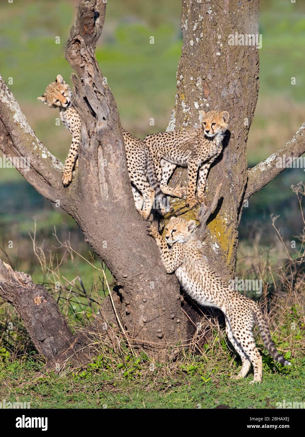 Cheetah (Acinonyx jubatus) cubs playing on tree, Tanzania Stock Photo ...