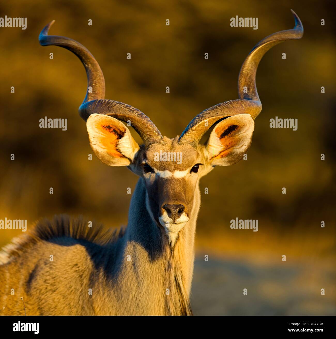 Portrait of greater kudu (Tragelaphus strepsiceros), Namibia Stock ...