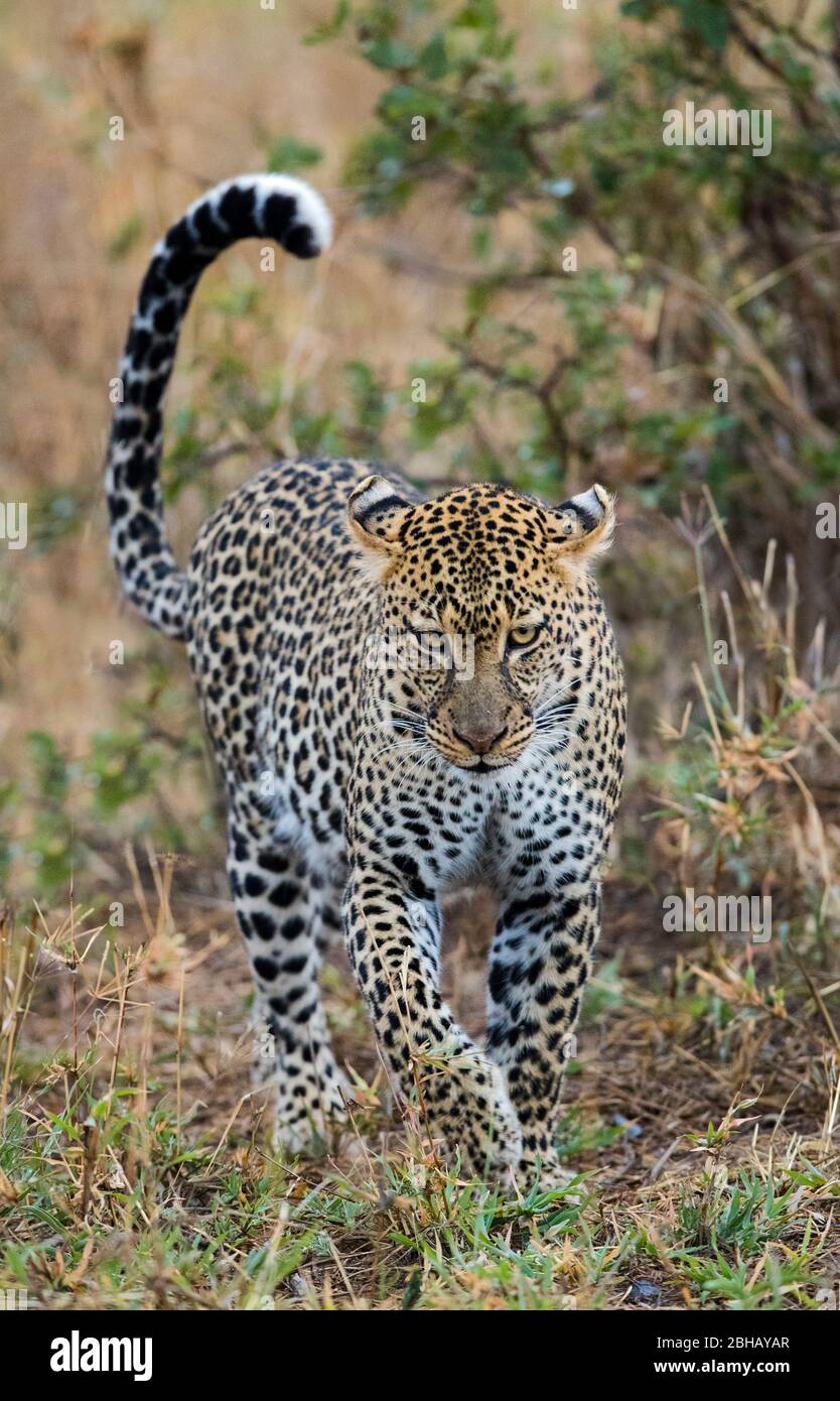 Leopard (Panthera pardus) walking toward camera, Tanzania Stock Photo ...
