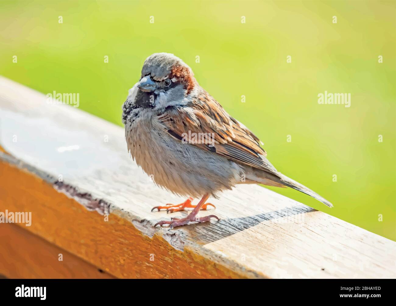 Tree sparrow close up Stock Vector Images - Alamy