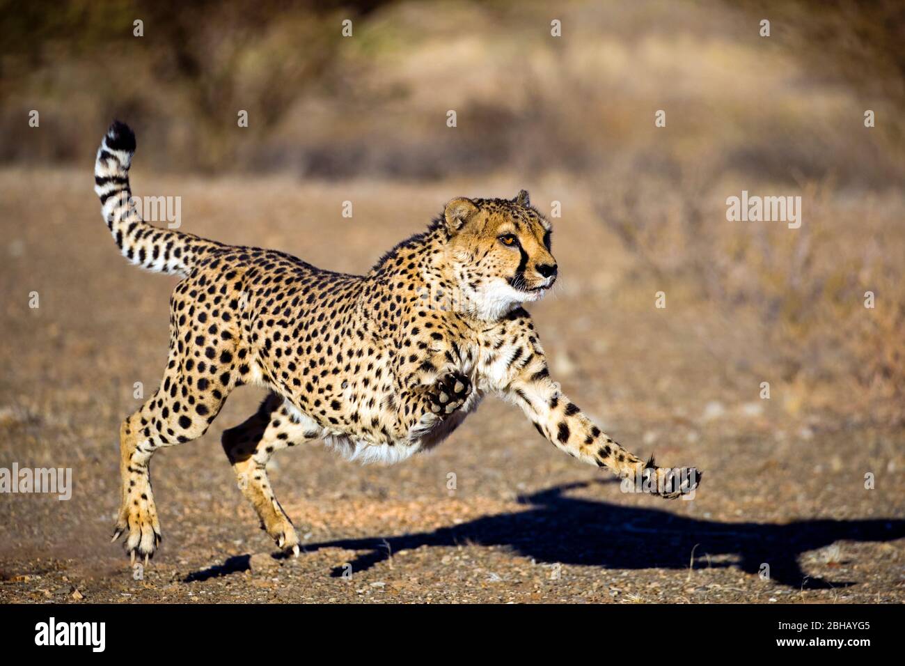 Animal Predators Hunting