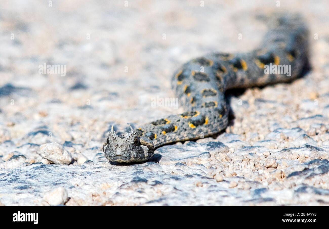 Portrait of horned viper slithering on rocks, Namibia Stock Photo - Alamy