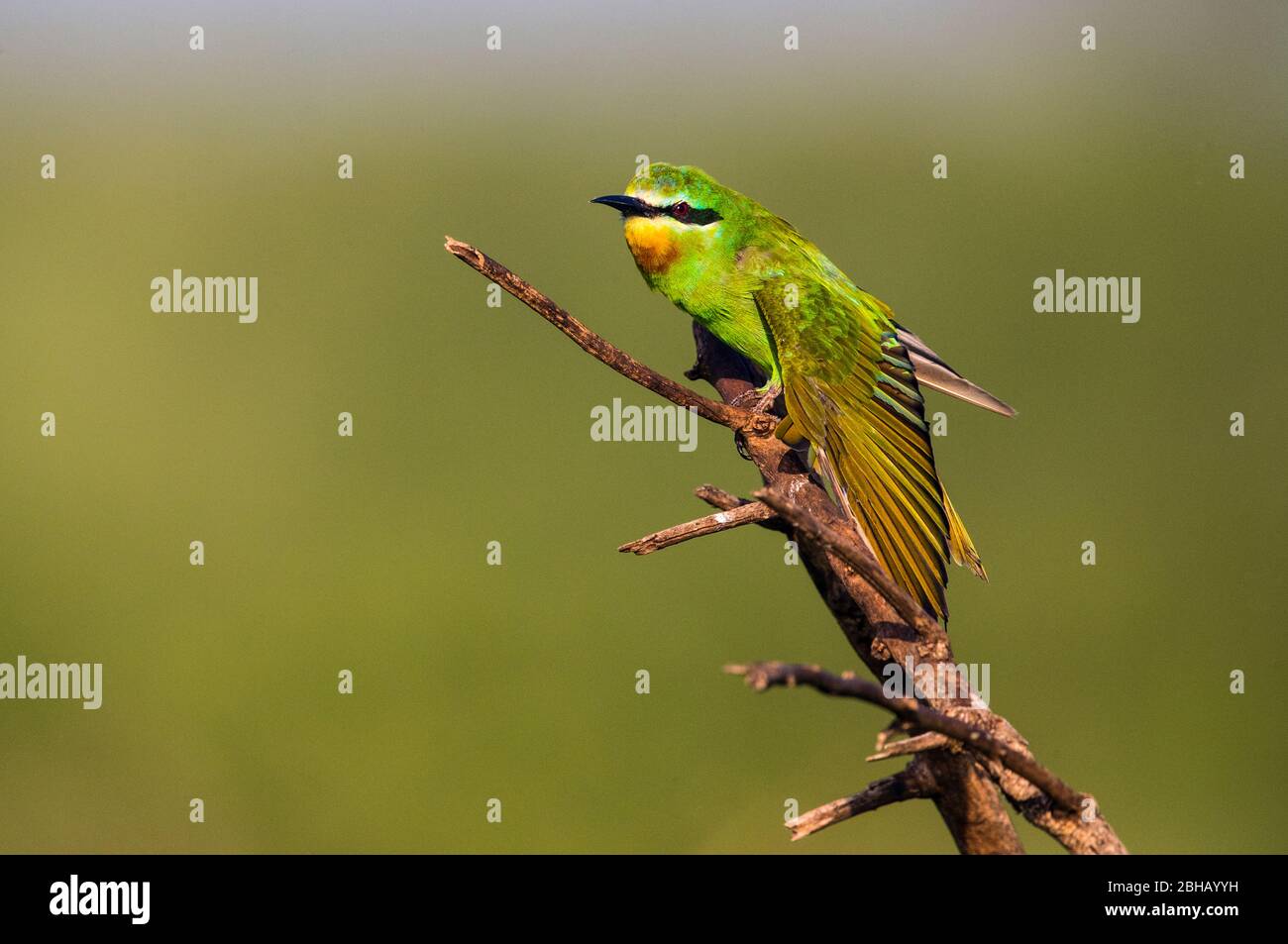 Cinnamon chested bee eater hi-res stock photography and images - Alamy