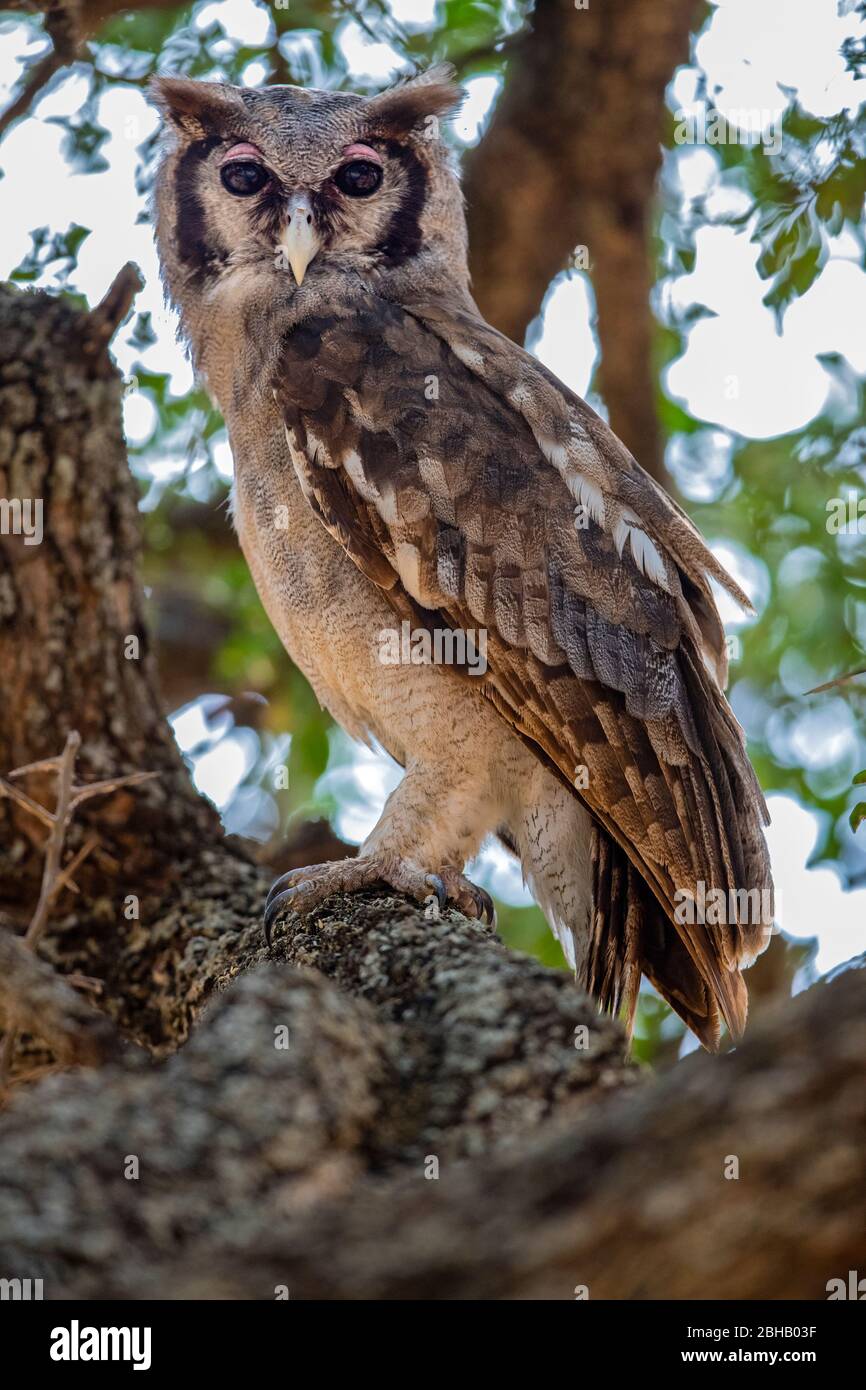 Portrait of Verreauxs eagle-owl (Bubo lacteus) perching on tree branch ...