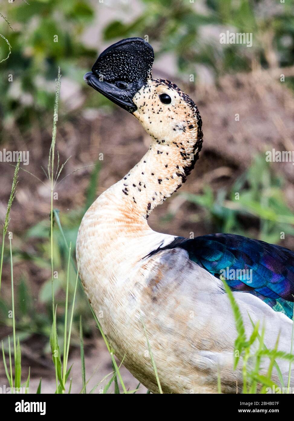 Portrait of knob-billed duck (Sarkidiornis melanotos), Tanzania Stock ...