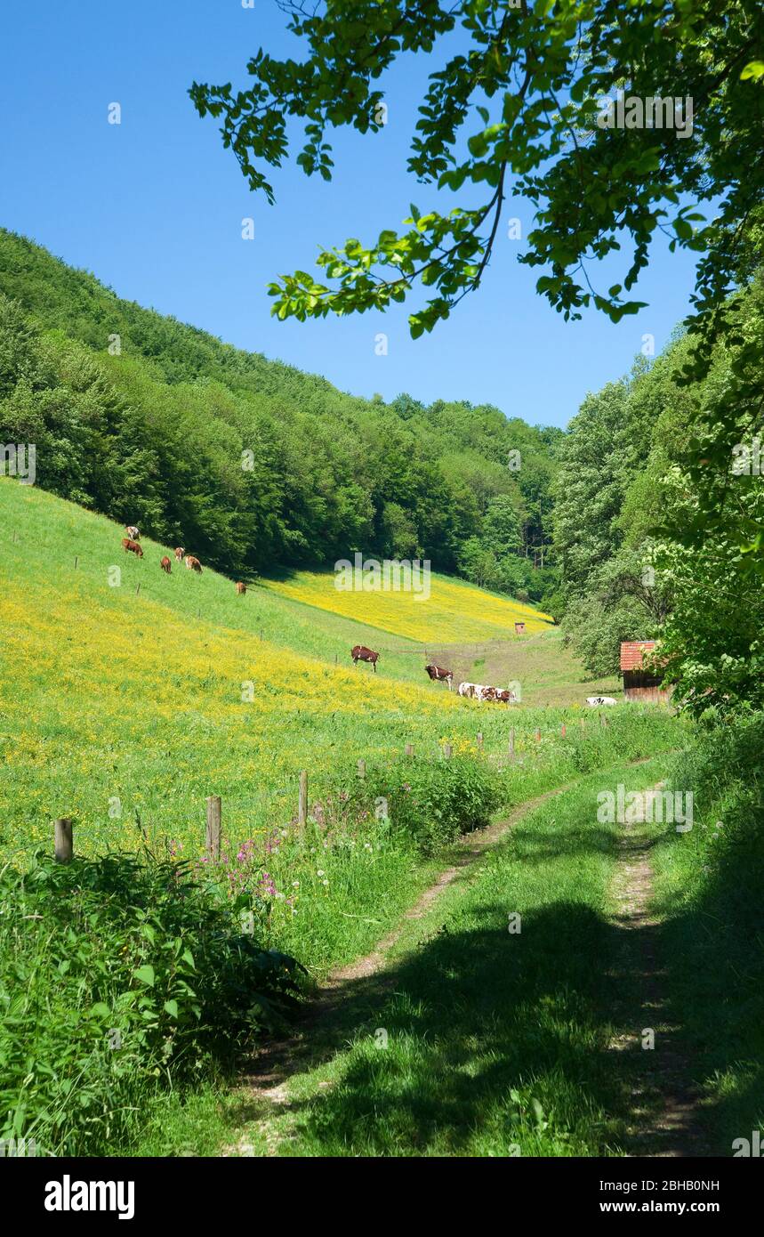 Cattle path hi-res stock photography and images - Alamy